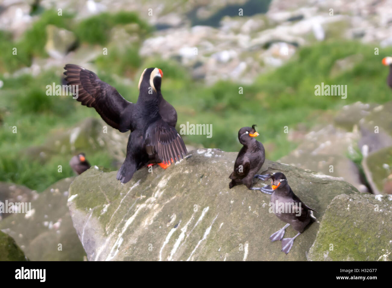 the Crested Auklet (Aethia cristatella) Commander islands Stock Photo ...