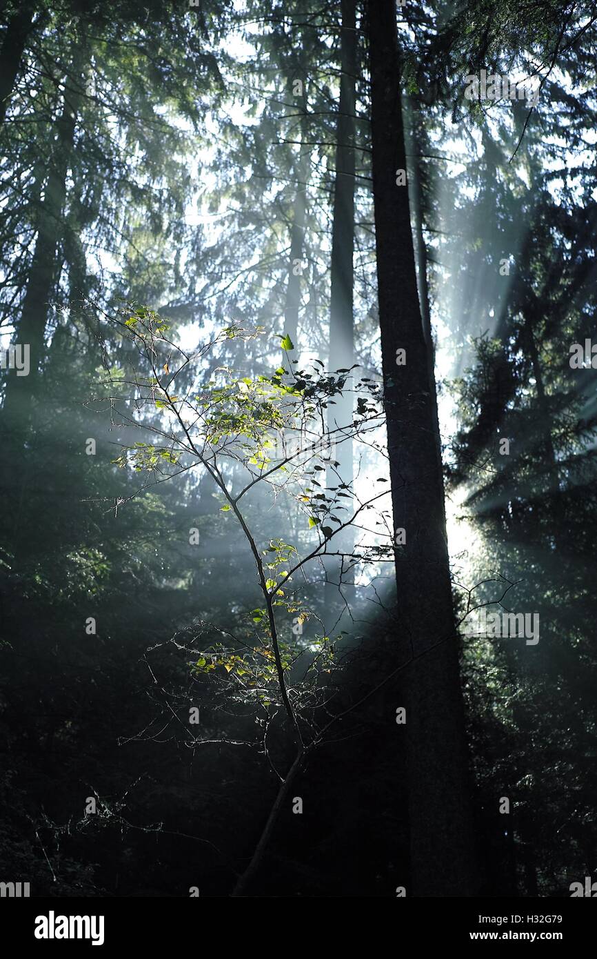 Old spruce tree and young plants Stock Photo - Alamy