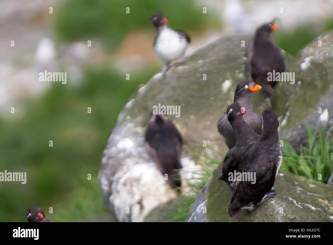 the Crested Auklet (Aethia cristatella) Commander islands Stock Photo ...