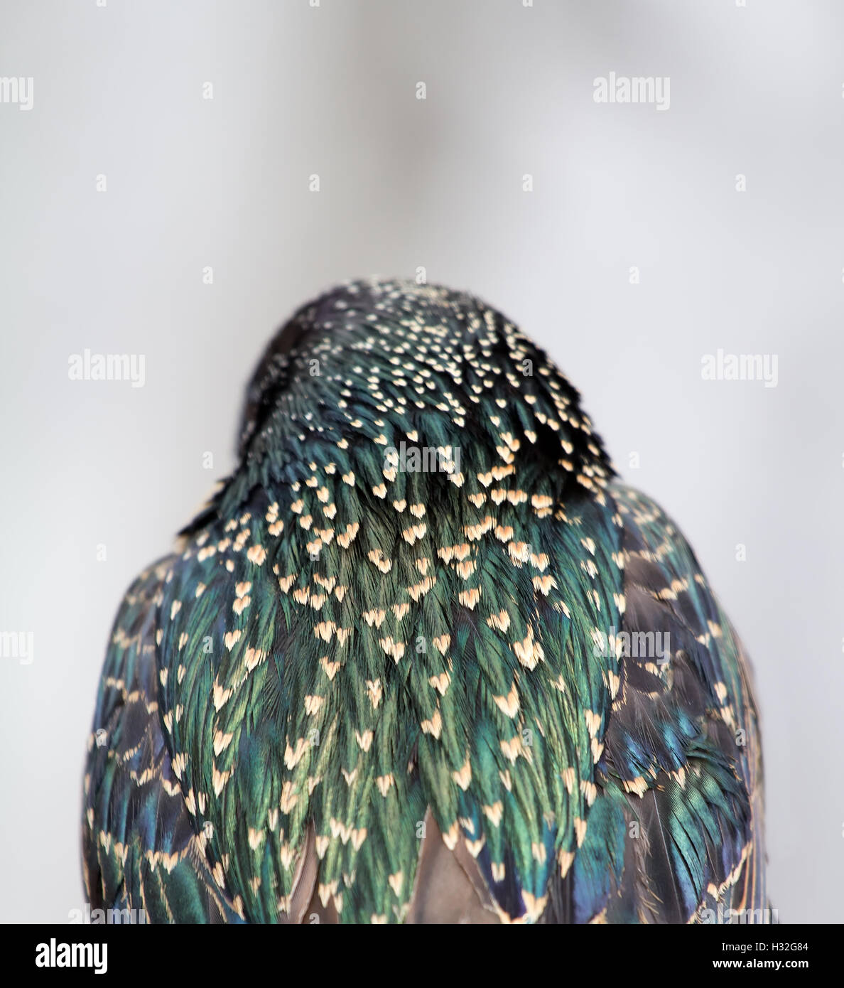 spring bright starling on a lite background Stock Photo - Alamy