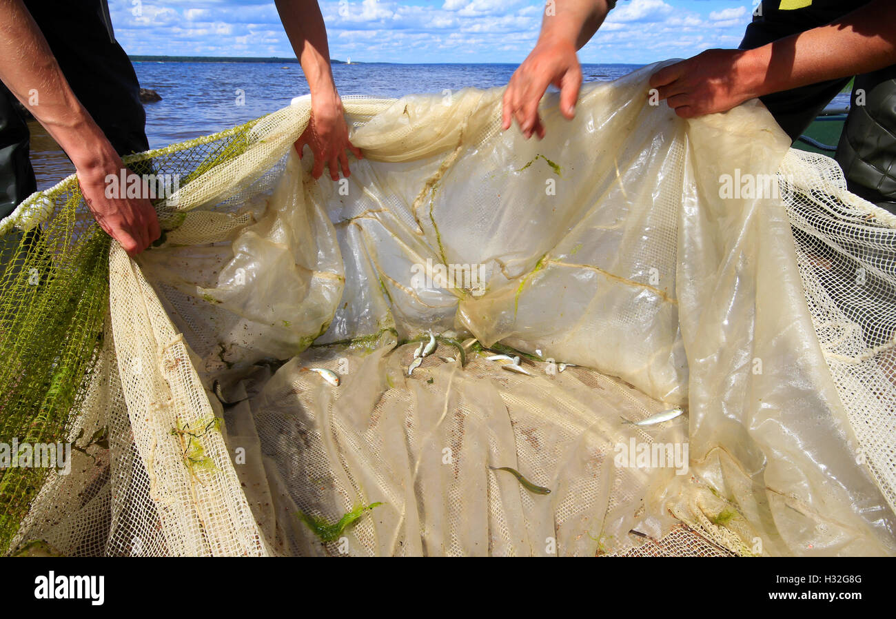 Netting fishes hi-res stock photography and images - Alamy