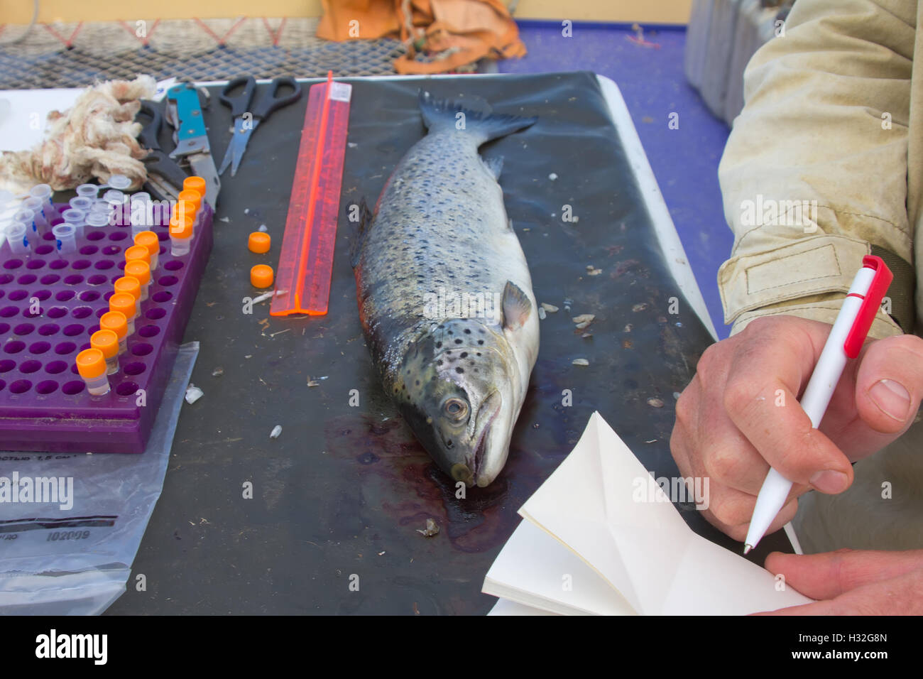 icthyological researches of a salmon on a table at the scientist Stock ...