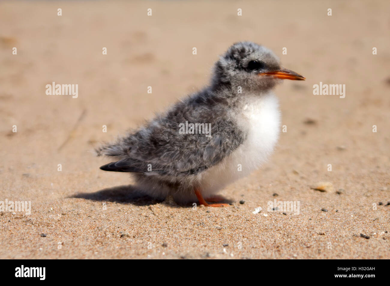 baby bird of common tern on sand Stock Photo - Alamy