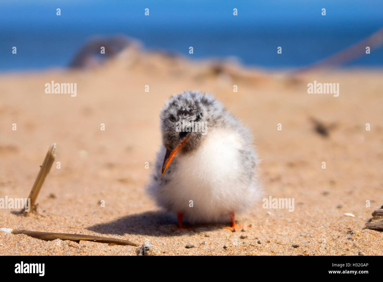 baby bird of common tern on sand Stock Photo - Alamy