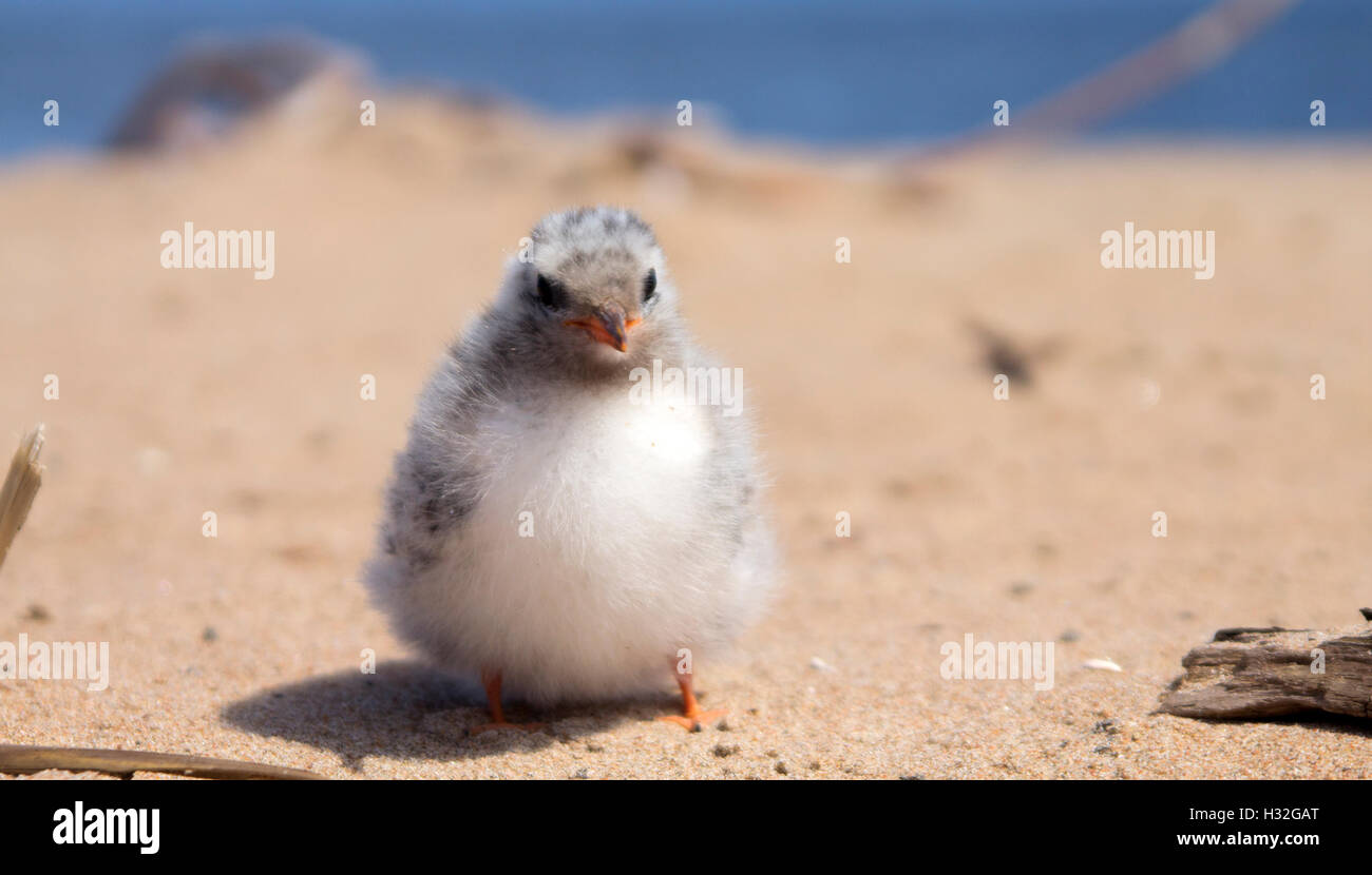 baby bird of common tern on sand Stock Photo - Alamy