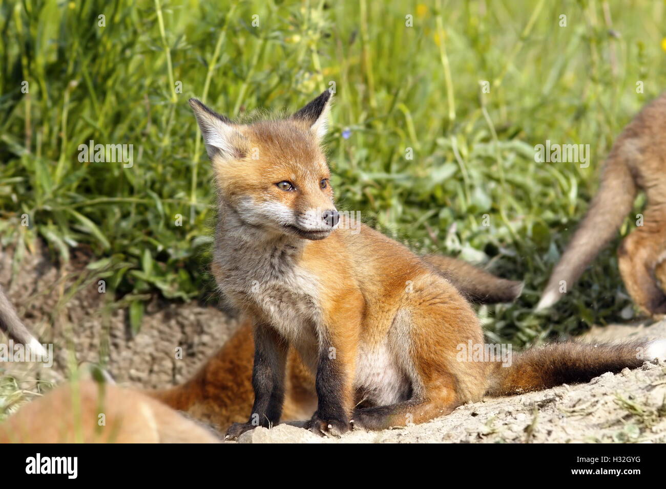 Beautiful red fox vulpes hi-res stock photography and images - Alamy
