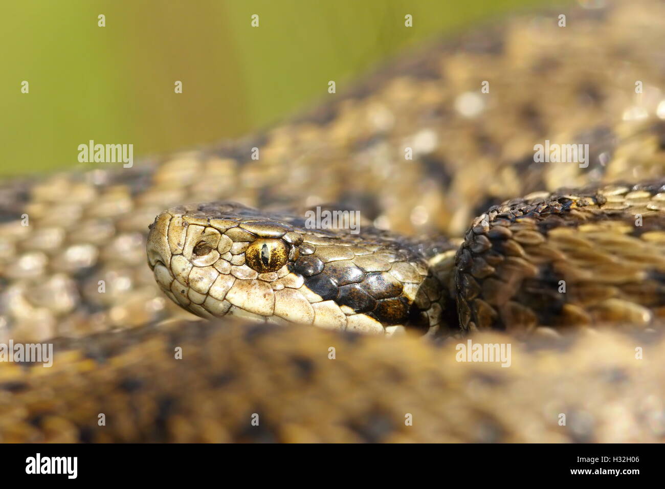 portrait of rarest european snake, the hungarian meadow viper ( Vipera ...