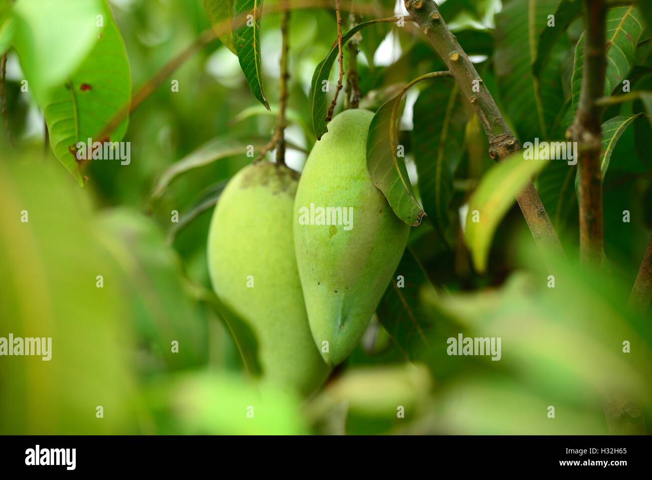 Mango on Tree Stock Photo - Alamy