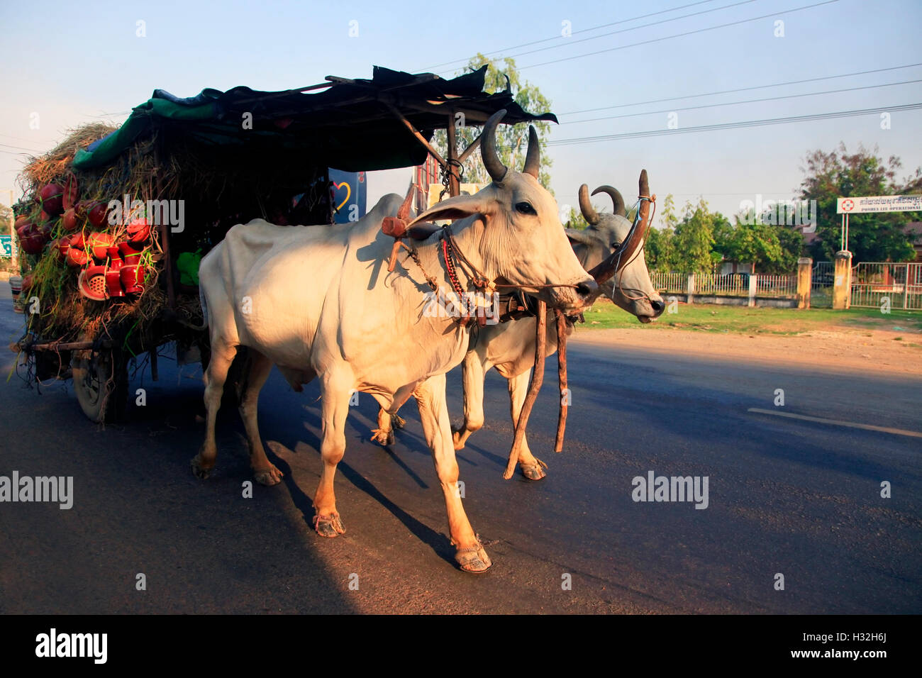 Ox drawn vehicle hi-res stock photography and images - Alamy
