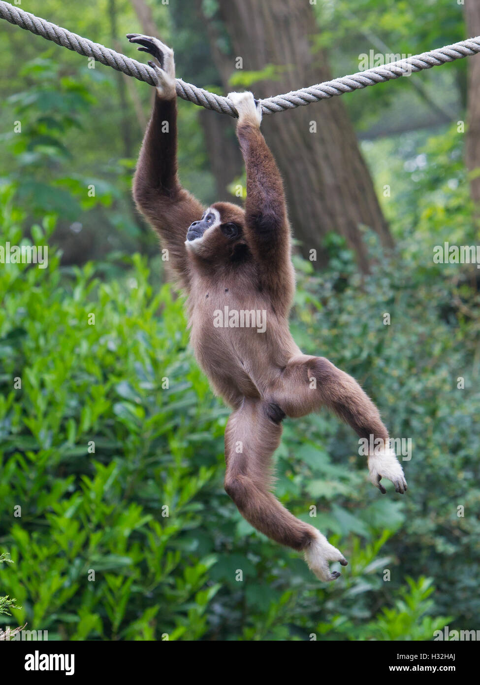 Gibbon swinging tree rainforest hi-res stock photography and images - Alamy