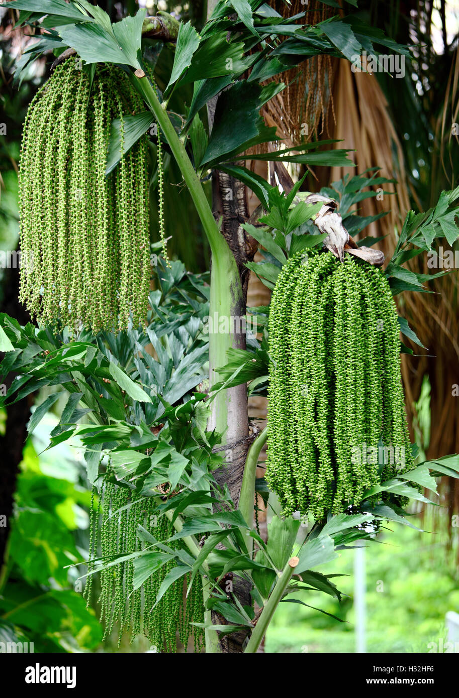 Palm tree seed Stock Photo - Alamy