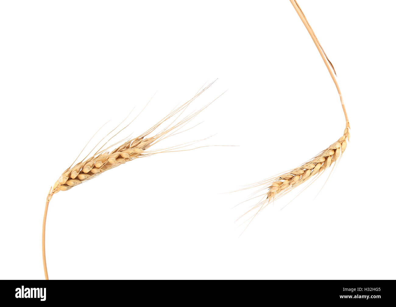 Two ears of wheat close up Stock Photo - Alamy