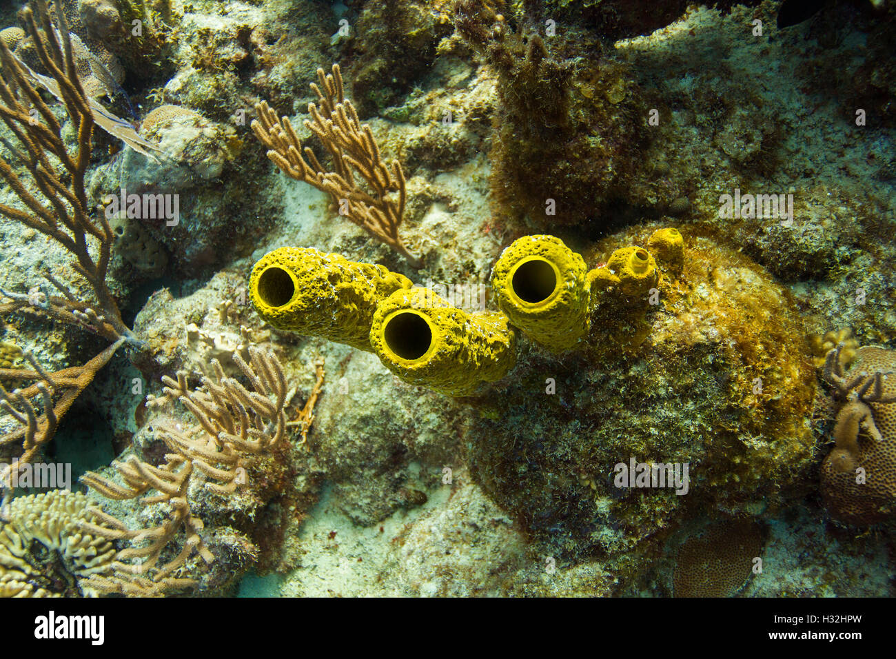Tube sea sponge hi-res stock photography and images - Alamy