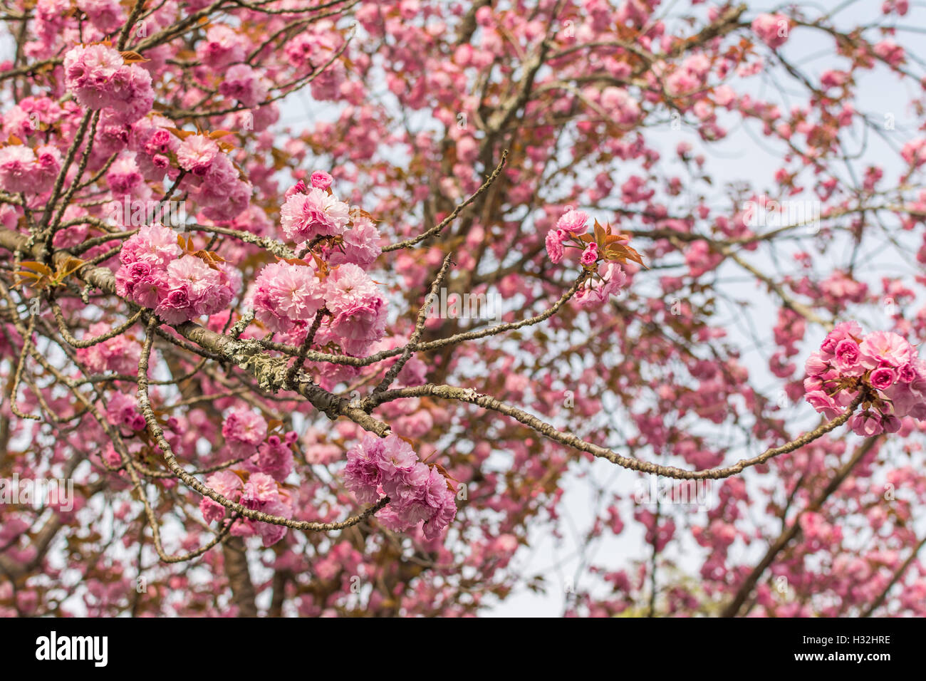 Cherry blossom scenery Stock Photo - Alamy