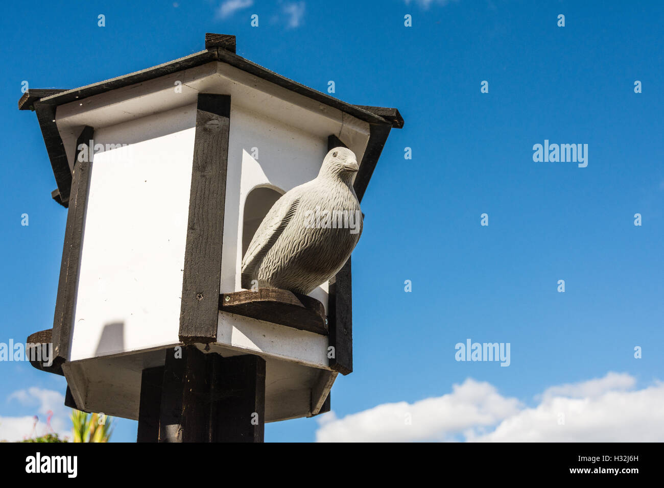 Homing pigeon hi-res stock photography and images - Alamy