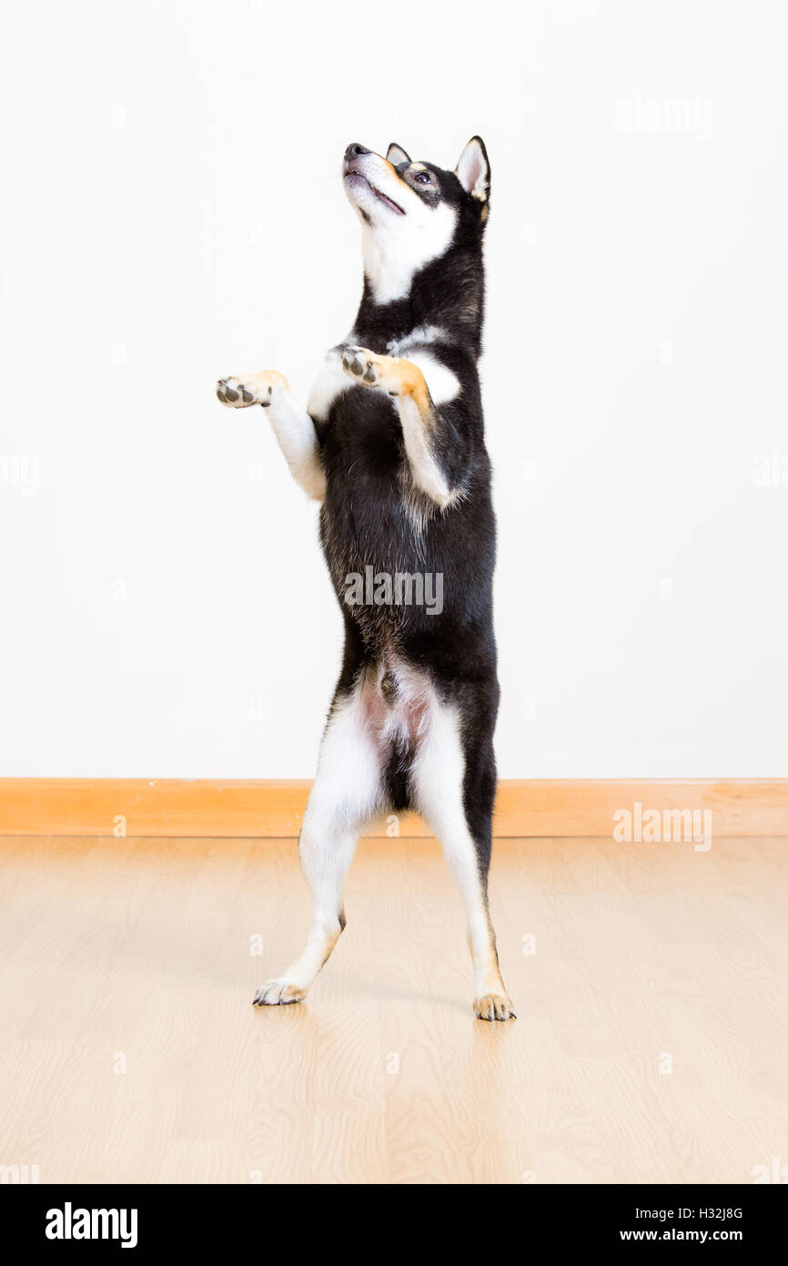 Black shiba standing Stock Photo - Alamy