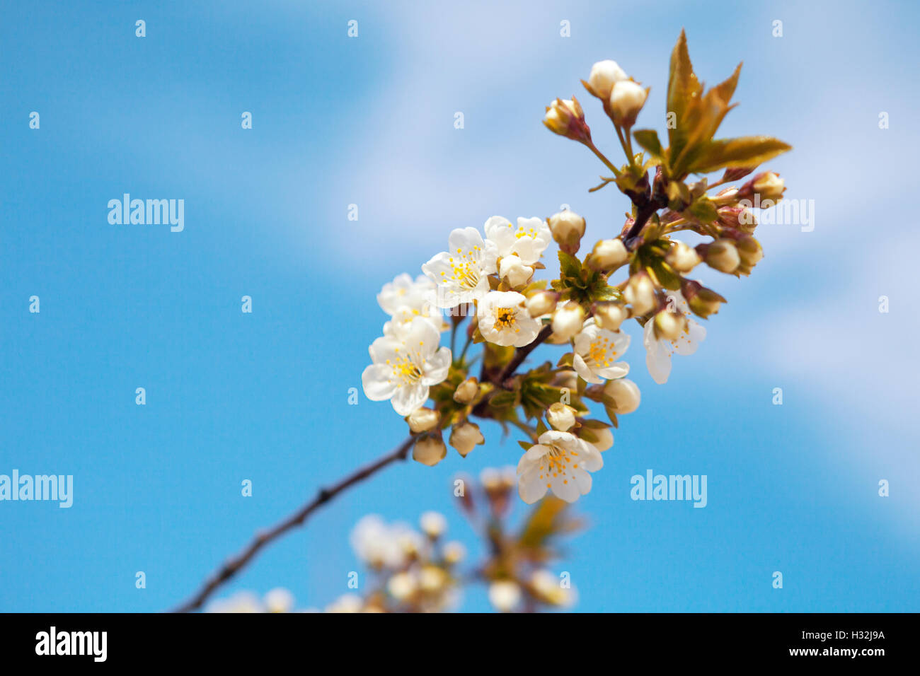 flowers of tree in spring Stock Photo - Alamy