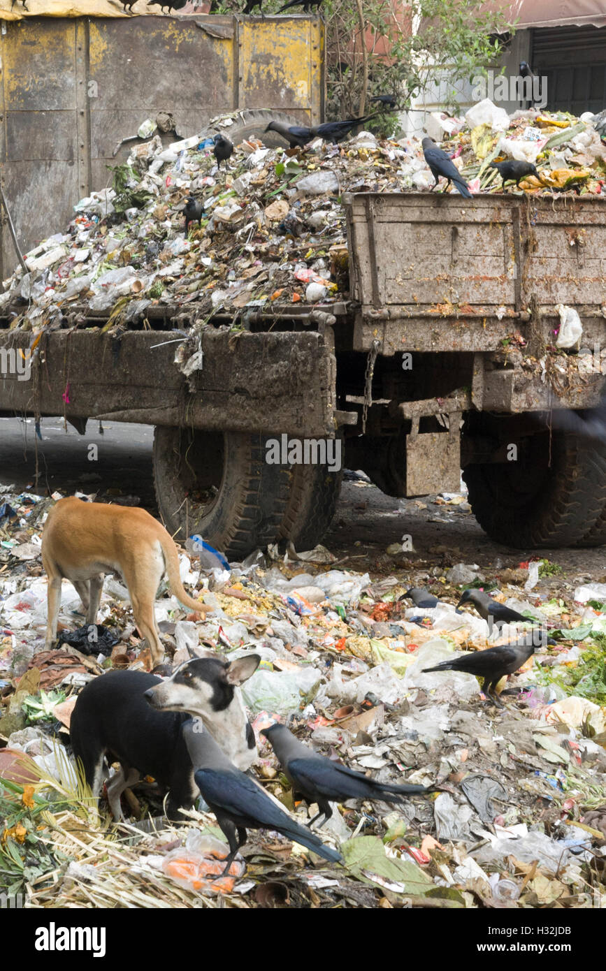 Rubbish truck dog hi-res stock photography and images - Alamy