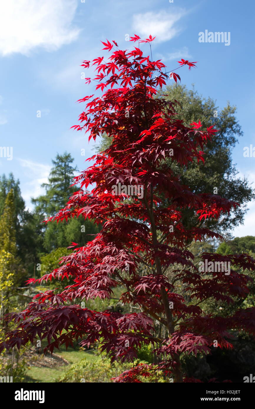 Downy japanese fullmoon maple hi-res stock photography and images - Alamy