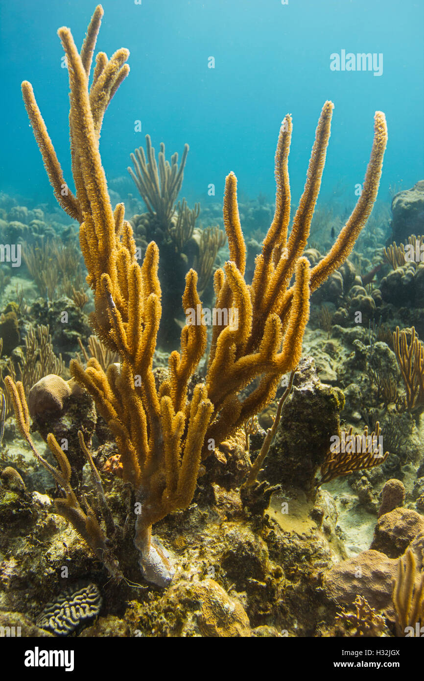 Yellow rope sponge Stock Photo - Alamy