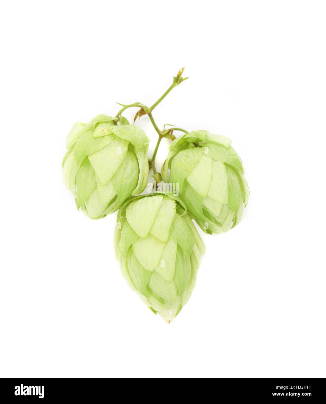 Hop flower green petals Stock Photo - Alamy