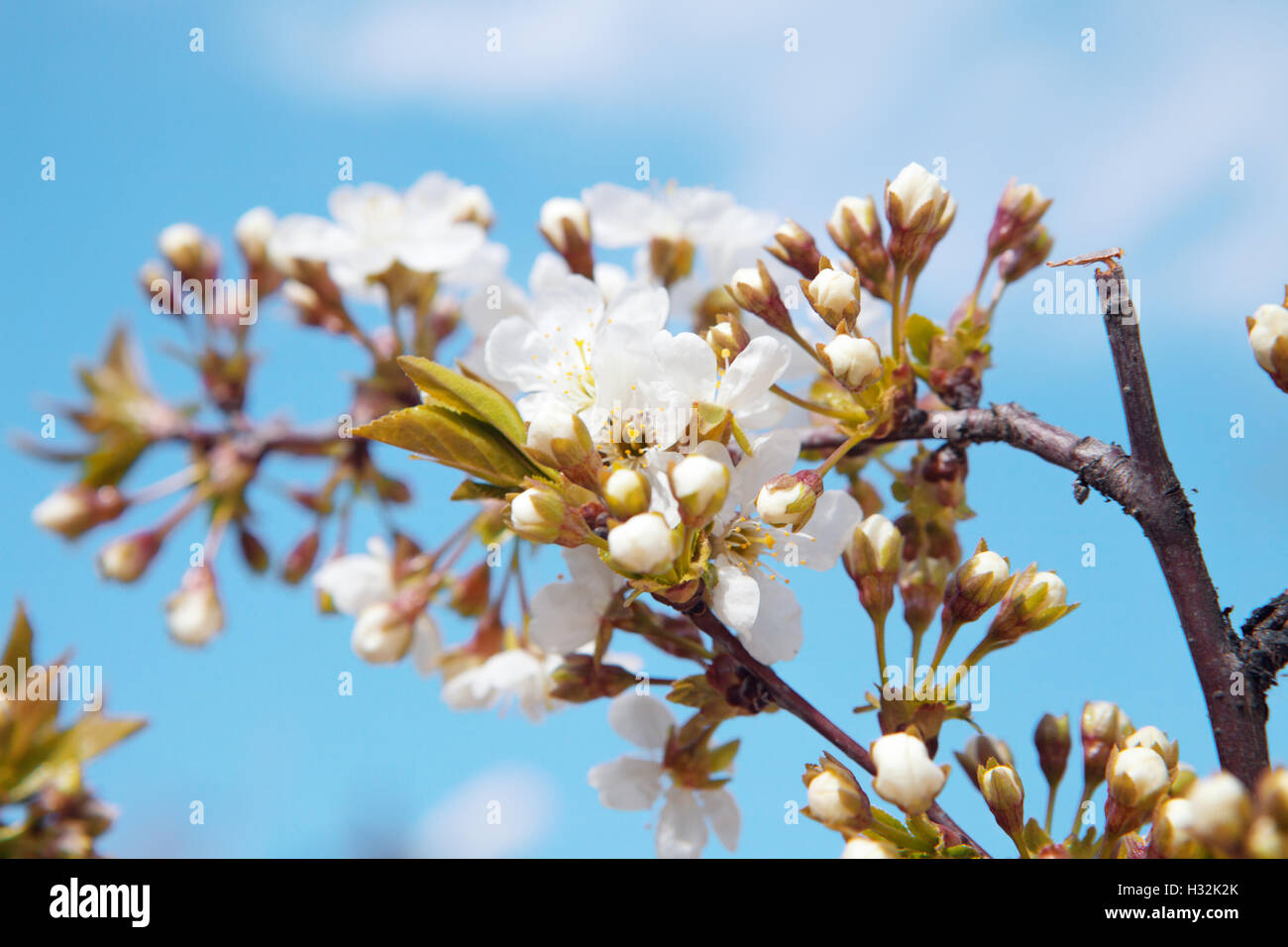 flowers of tree in spring Stock Photo - Alamy