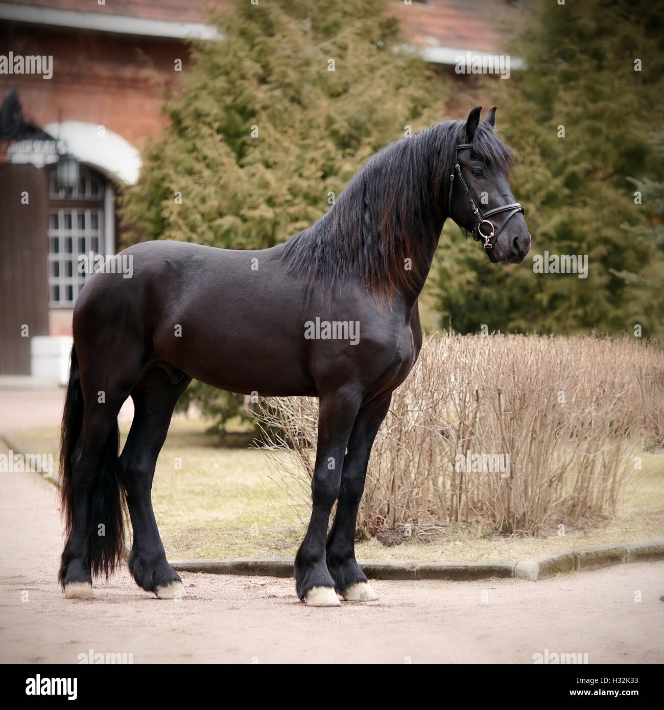 Beautiful dark racing horse hi-res stock photography and images - Alamy