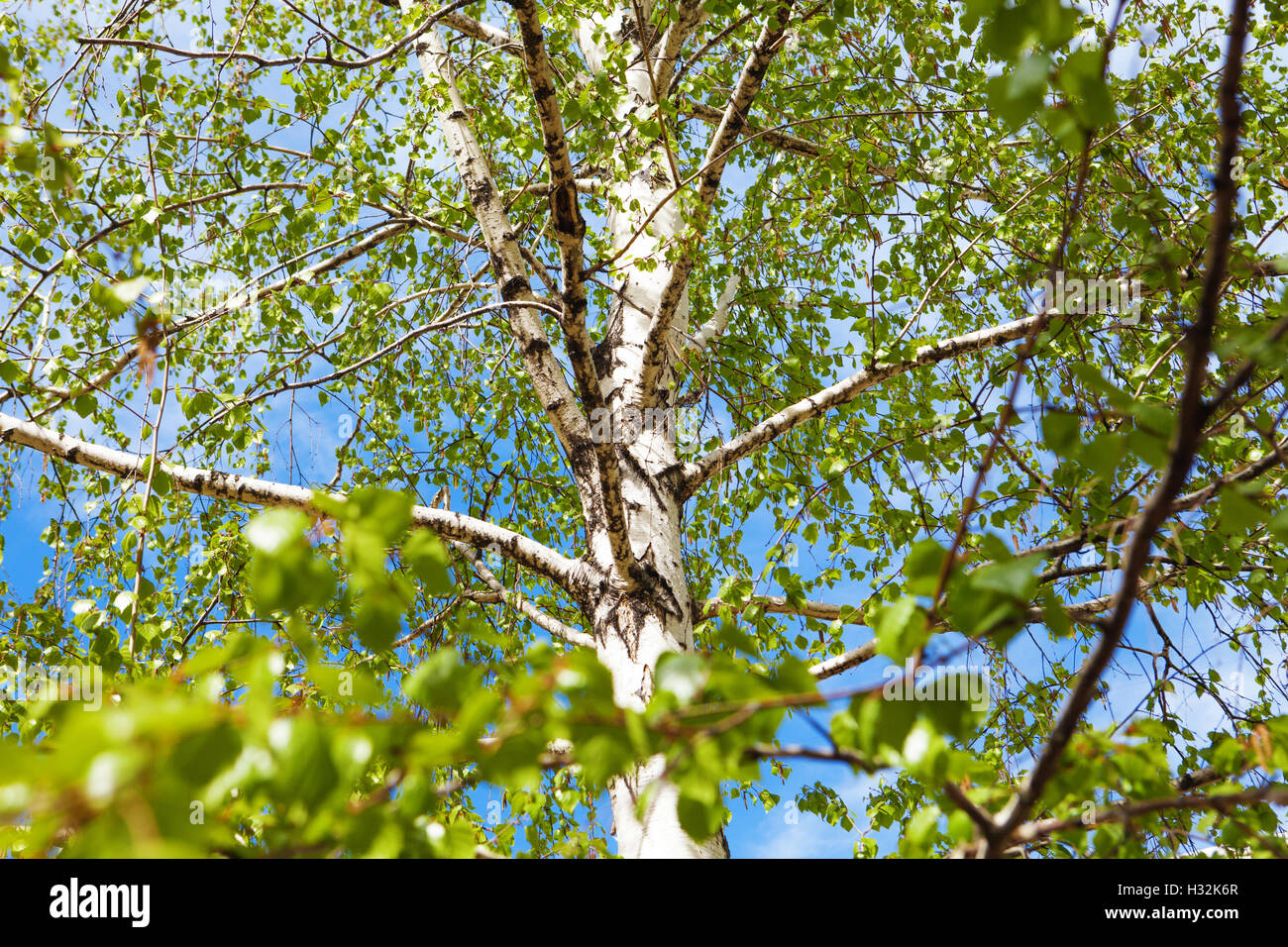 birch in spring Stock Photo - Alamy