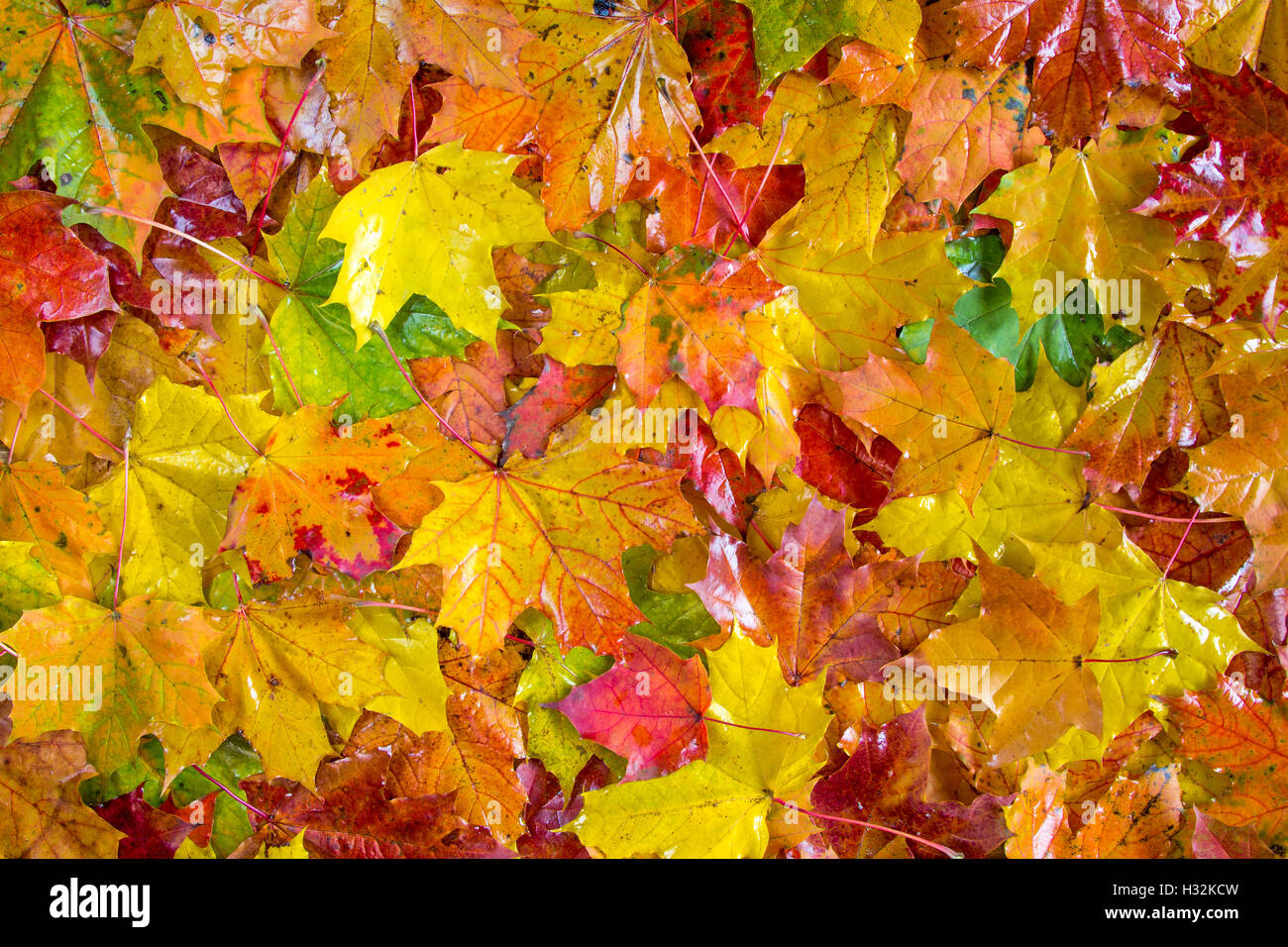 Colorful fall leaves for an autumn background Stock Photo - Alamy