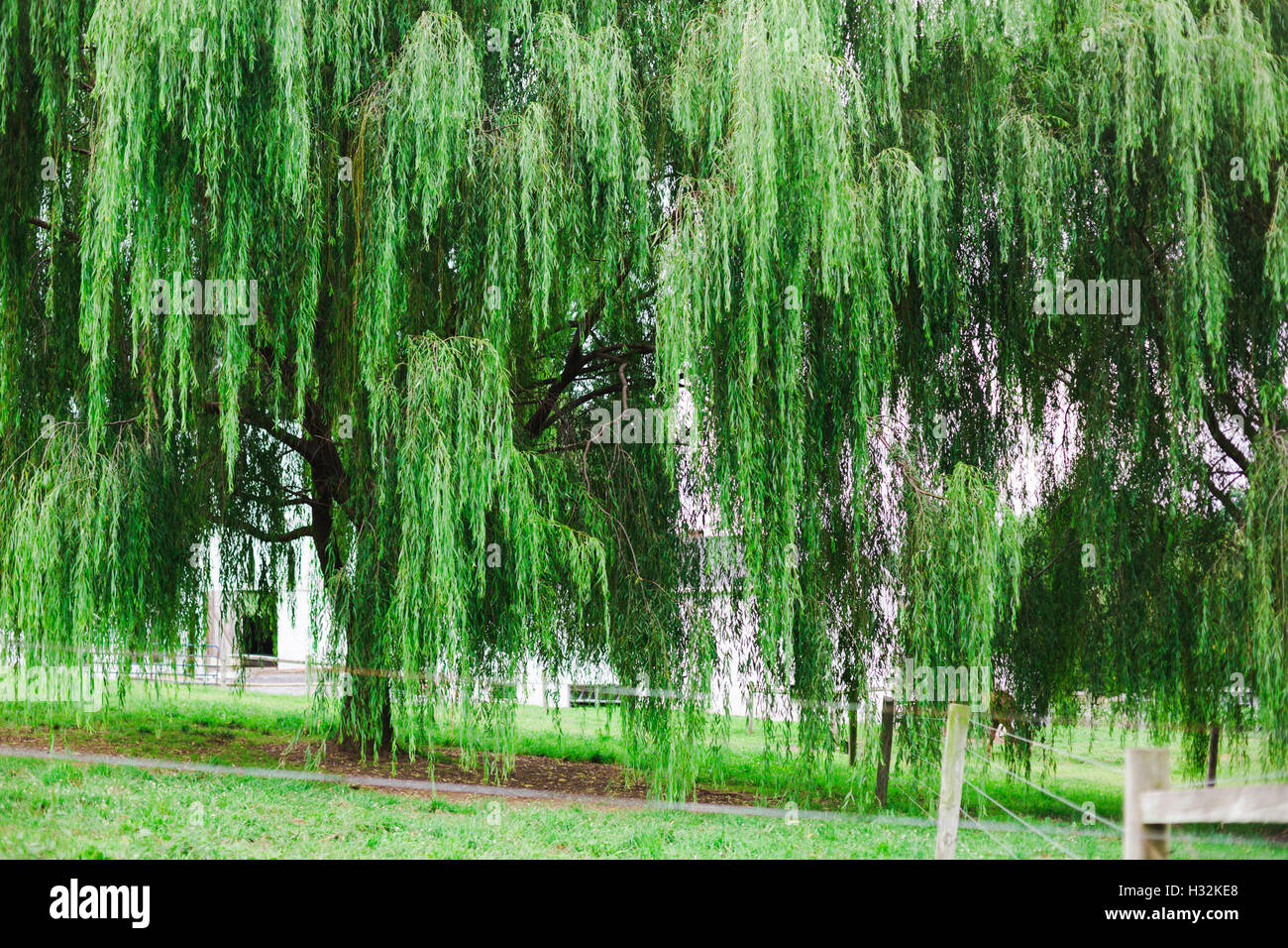 Willow tree in Amish Country Stock Photo - Alamy