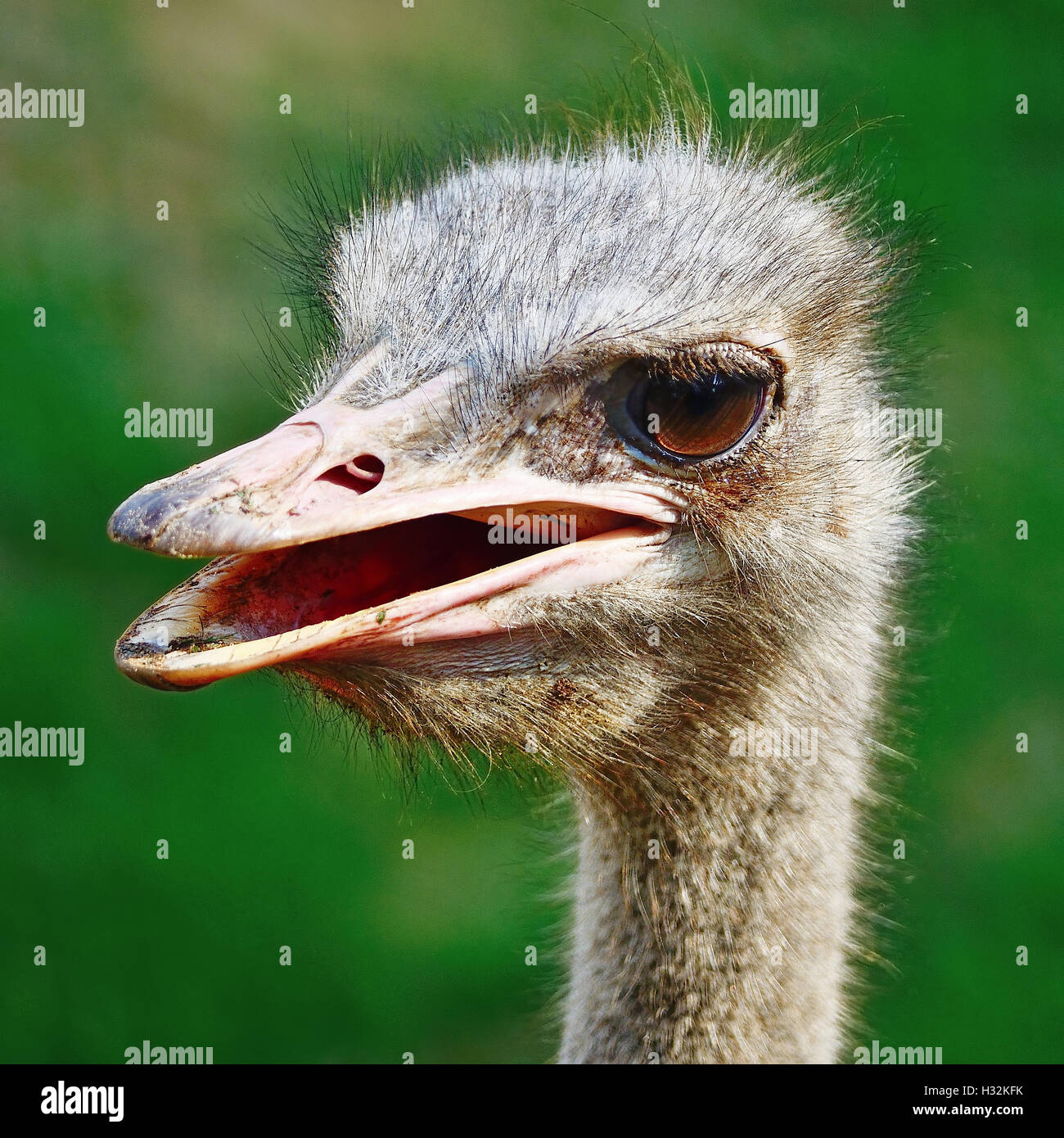 Ostrich face hi-res stock photography and images - Alamy