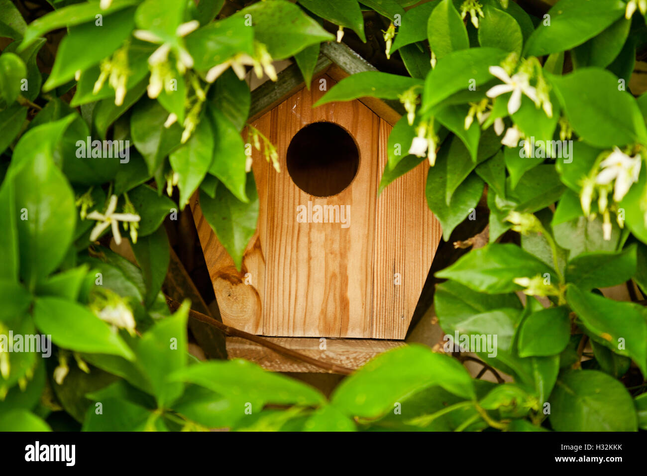 Hidden Bird House Stock Photo - Alamy