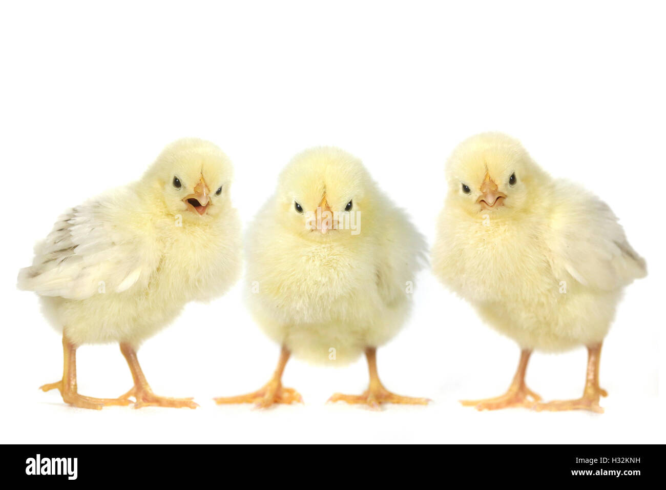 Angry baby bird Cut Out Stock Images & Pictures - Alamy