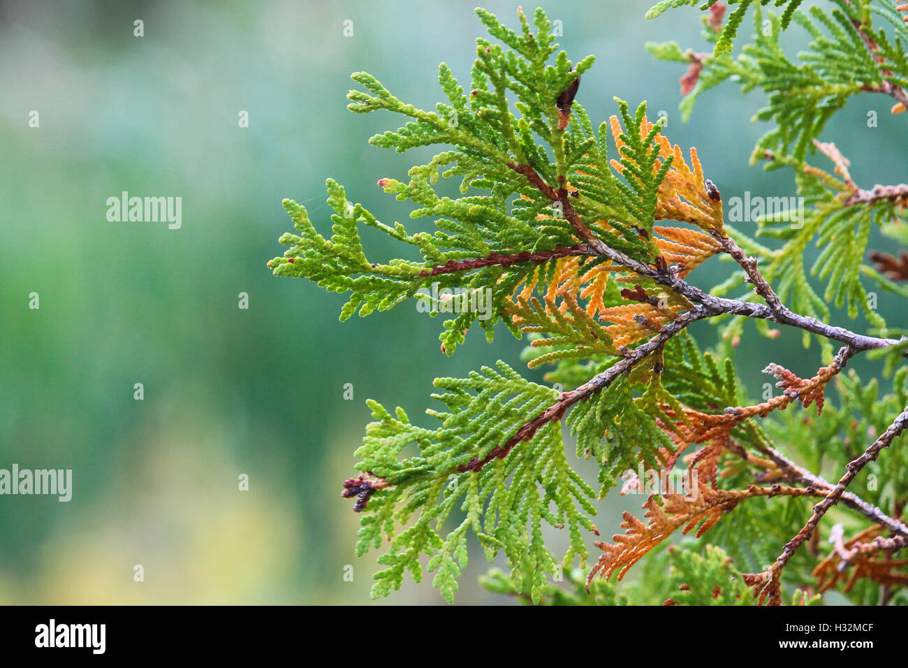 Autumn Pine Leaves Changing Colour Stock Photo - Alamy