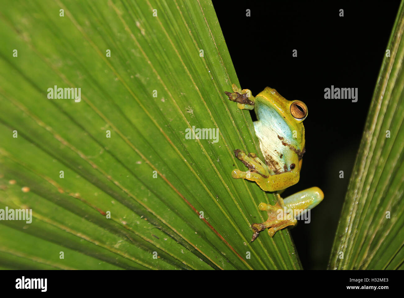 Green and yellow colored palm tree frog sitting on a palm leaf in Mindo ...
