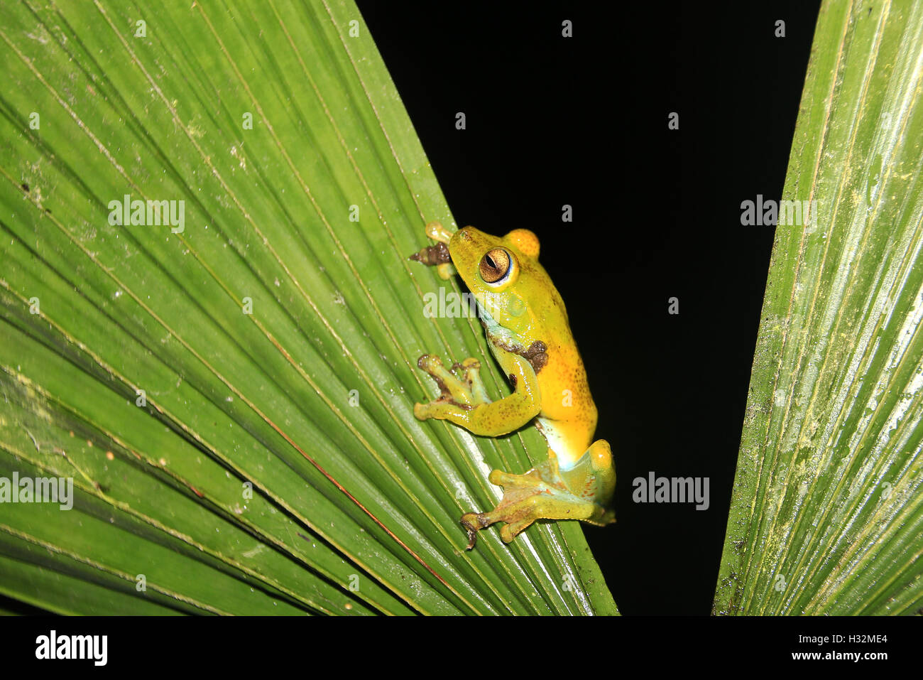 Green and yellow colored palm tree frog sitting on a palm leaf in Mindo ...