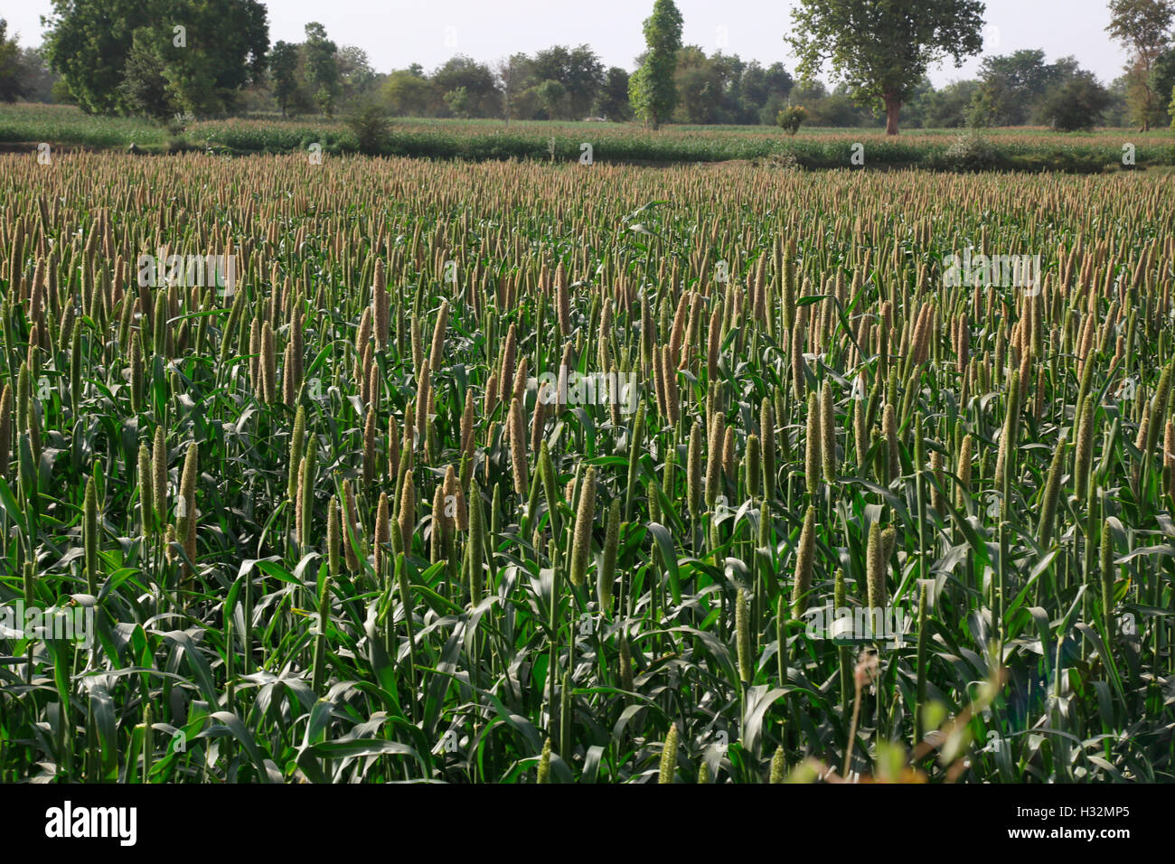Bajra crop hi-res stock photography and images - Alamy