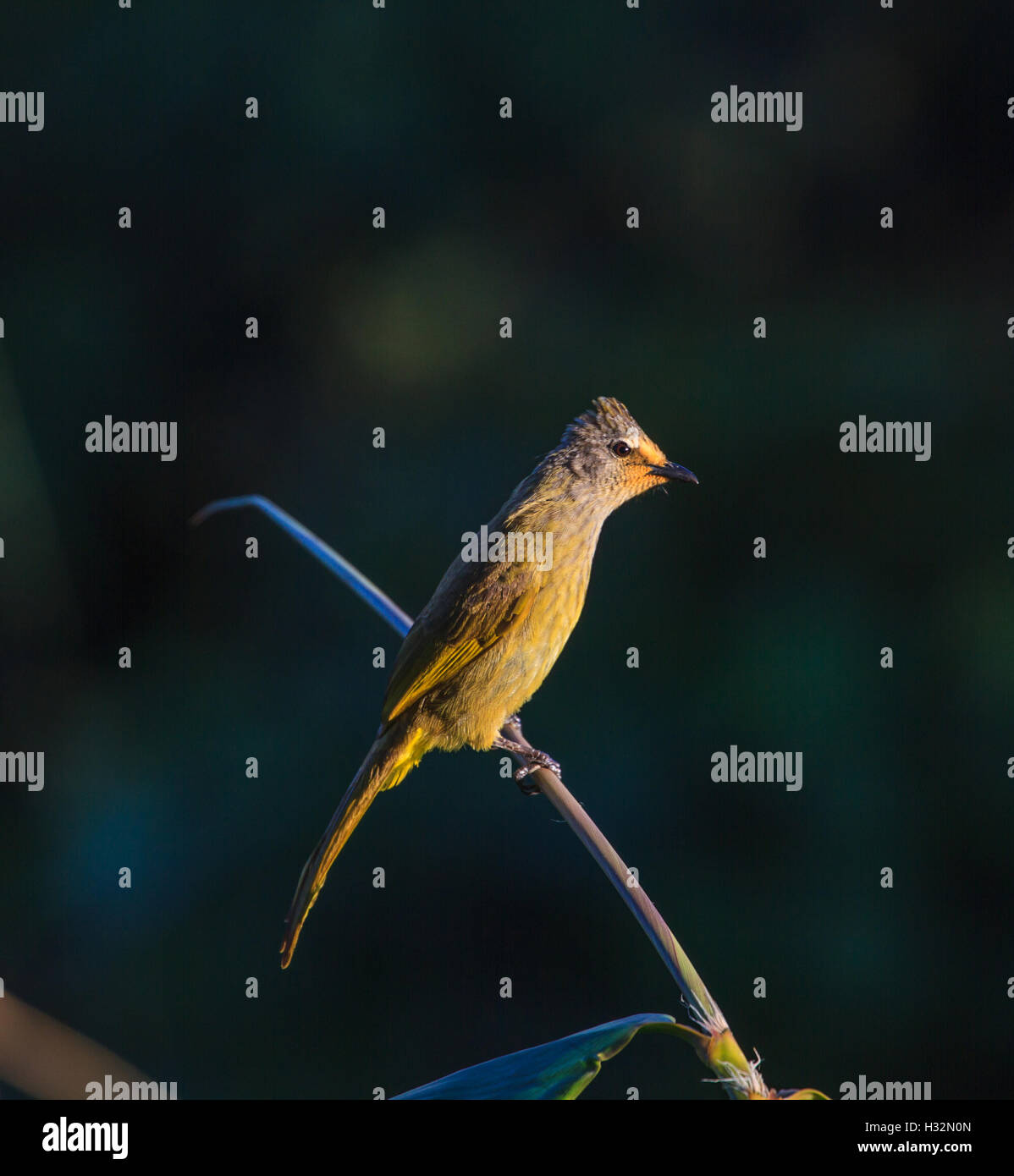 beautiful flavescent bulbul (Pycnonotus flavescens) in tropical forest ...