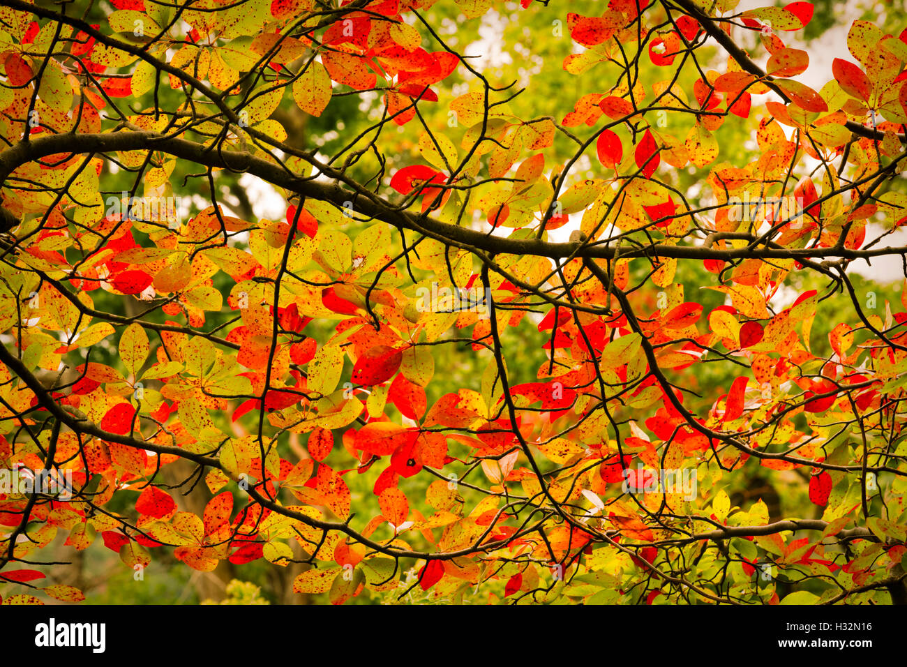 Colorful fall scenery Stock Photo - Alamy