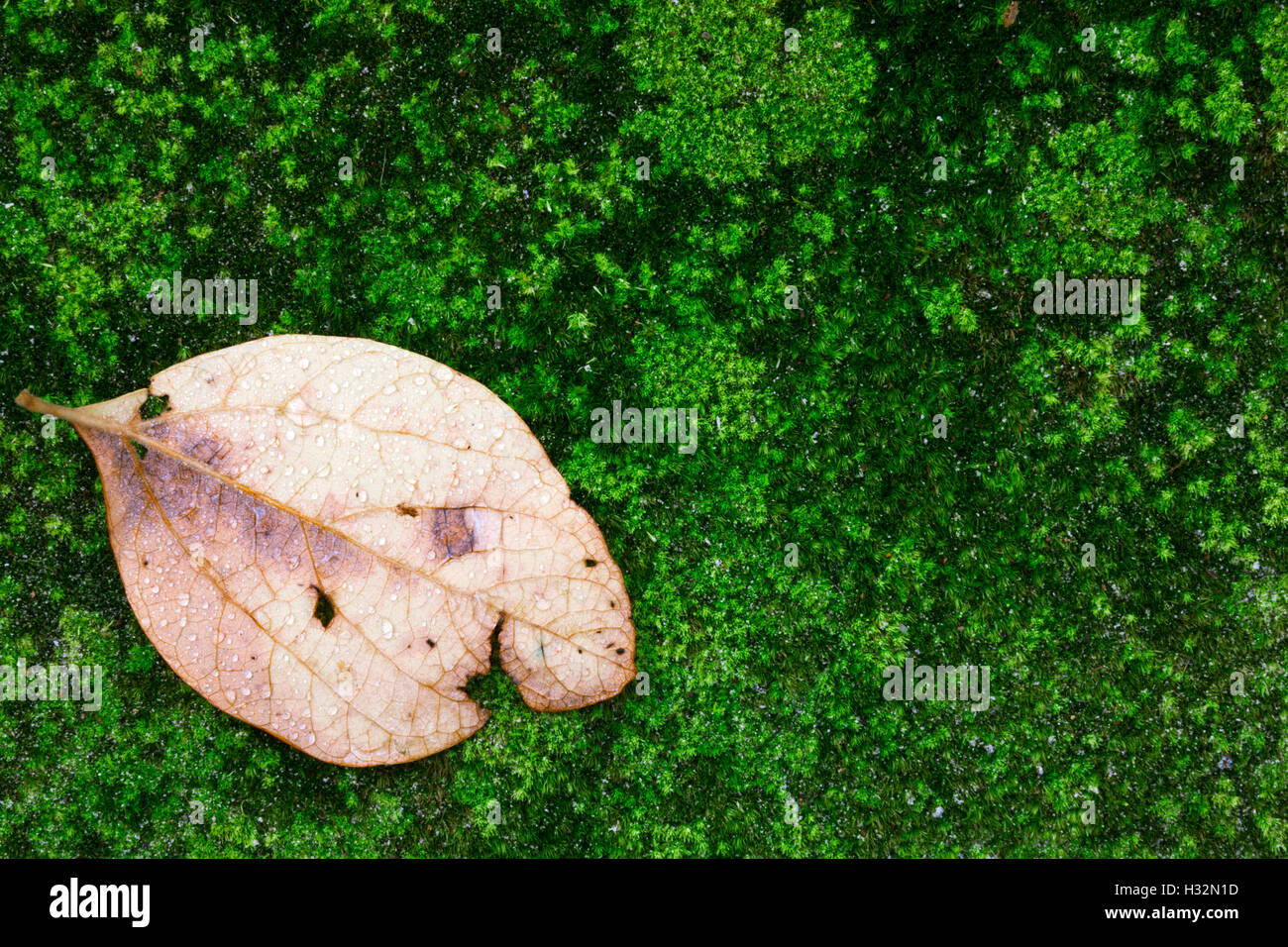 Fall leaf colors Stock Photo - Alamy
