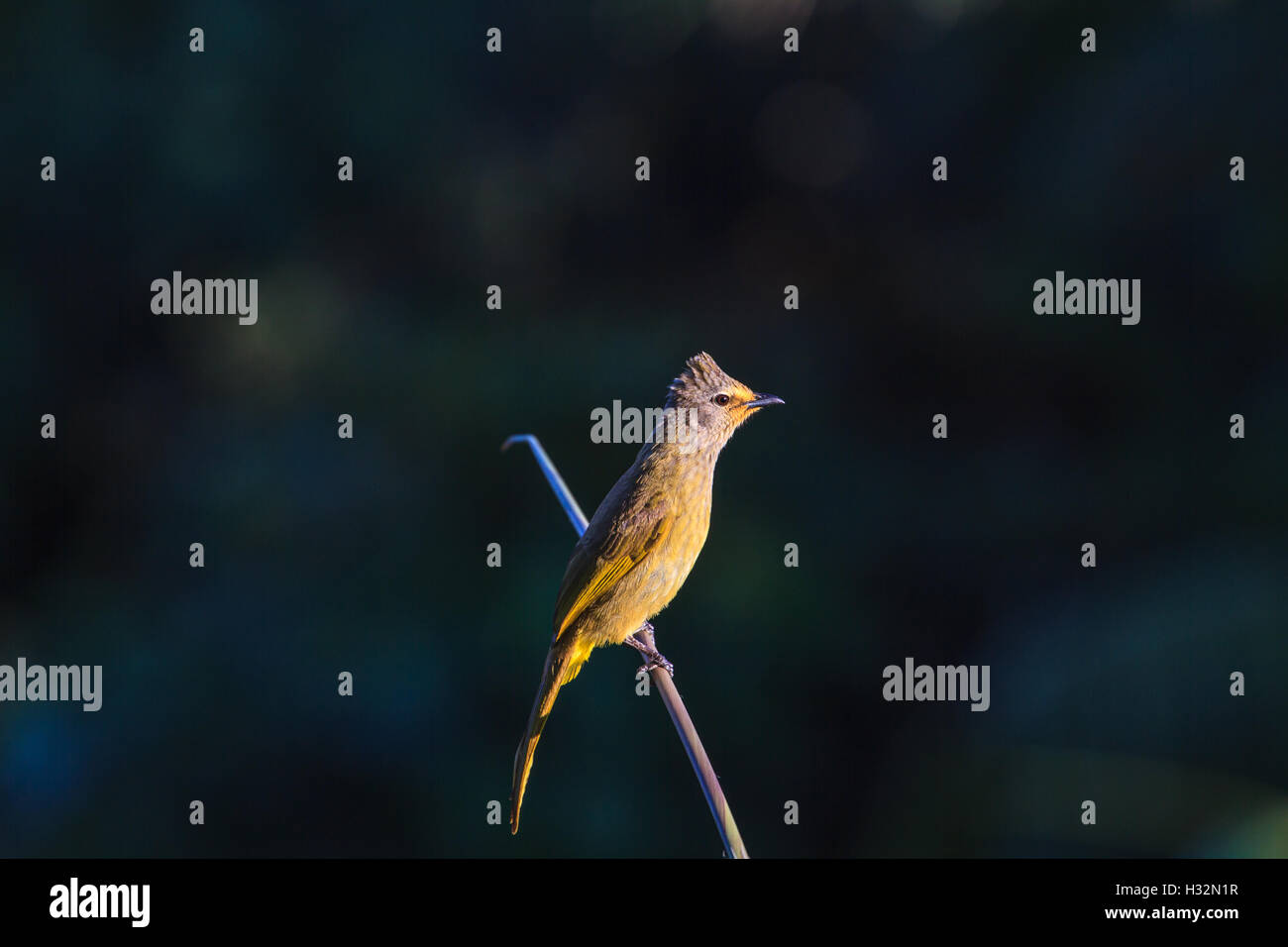 beautiful flavescent bulbul (Pycnonotus flavescens) in tropical forest ...