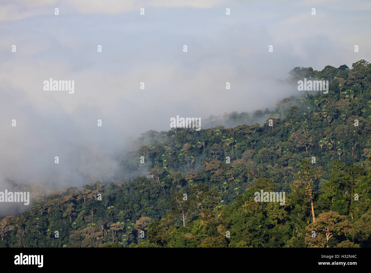 fog and cloud mountain valley landscape, plant fog and mountain ...