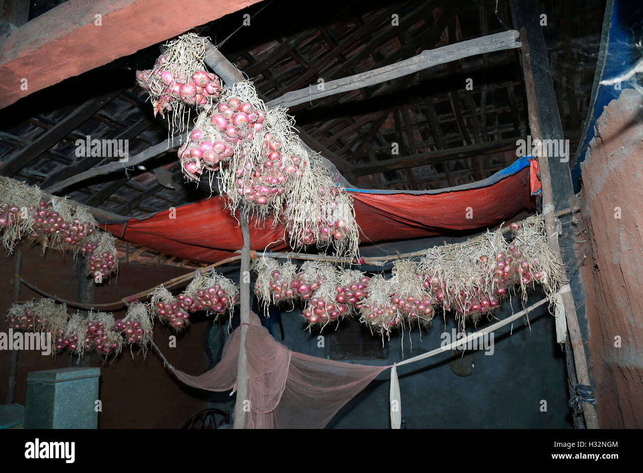 Onions stored, GAMIT TRIBE, Mandal Village, Gujrat, India Stock Photo ...