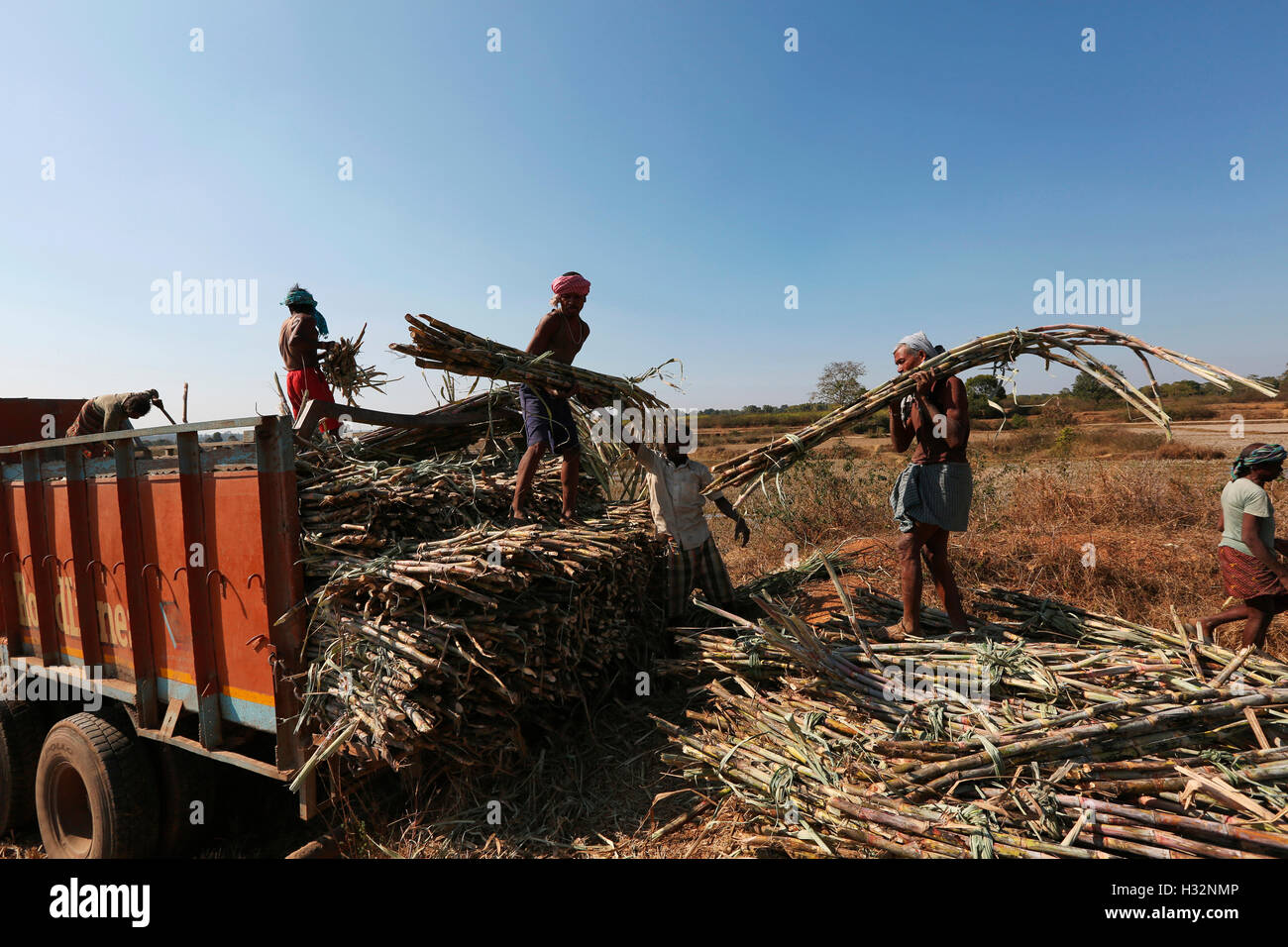 Sugarcane field india hi-res stock photography and images - Alamy