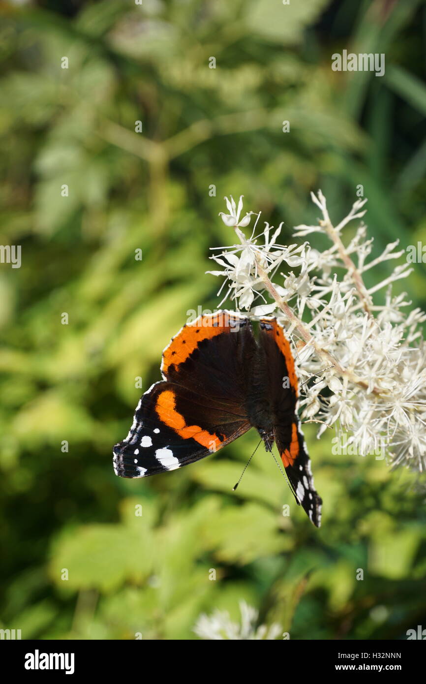 Spangle butterfly hi-res stock photography and images - Alamy