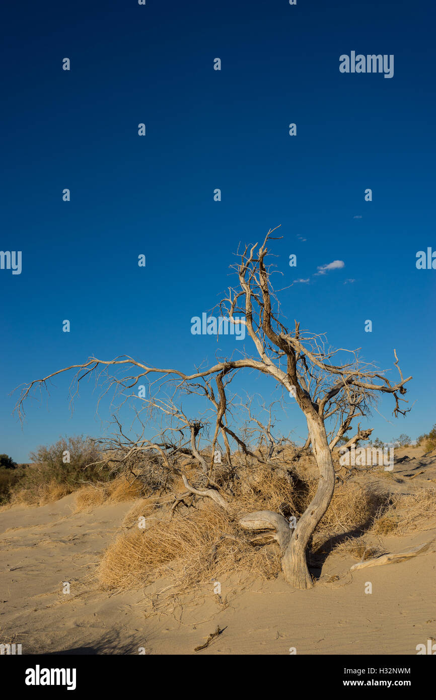 Gnarled dead tree stands hi-res stock photography and images - Alamy