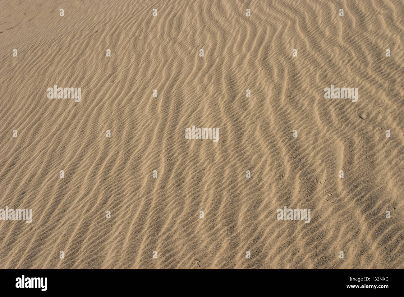 Lines of sand grain waves flow into the distance of Mojave Desert Stock ...
