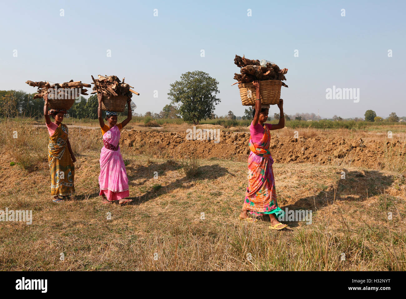 Women carrying fuel wood hi-res stock photography and images - Alamy