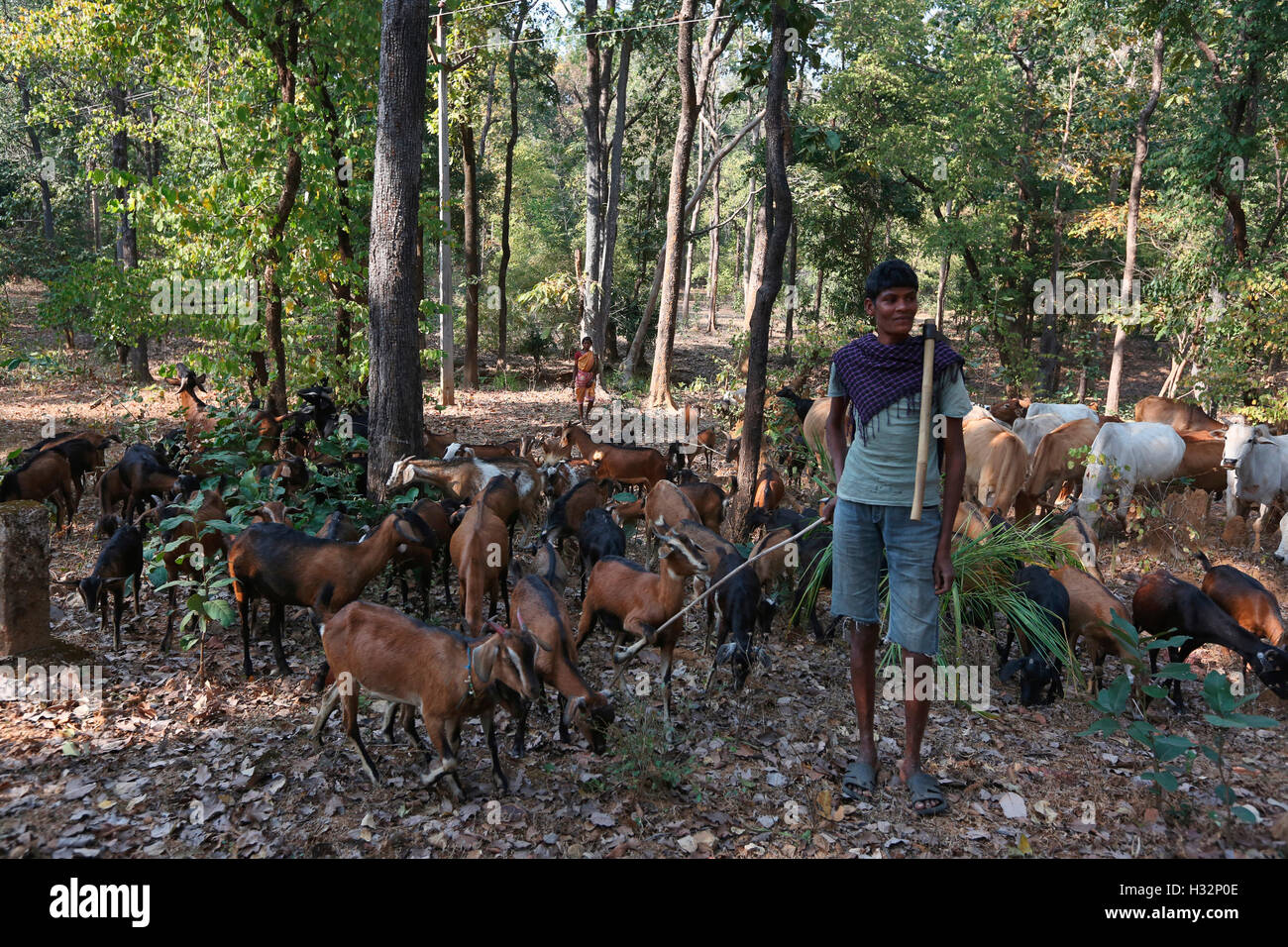 Jungle goat hi-res stock photography and images - Alamy