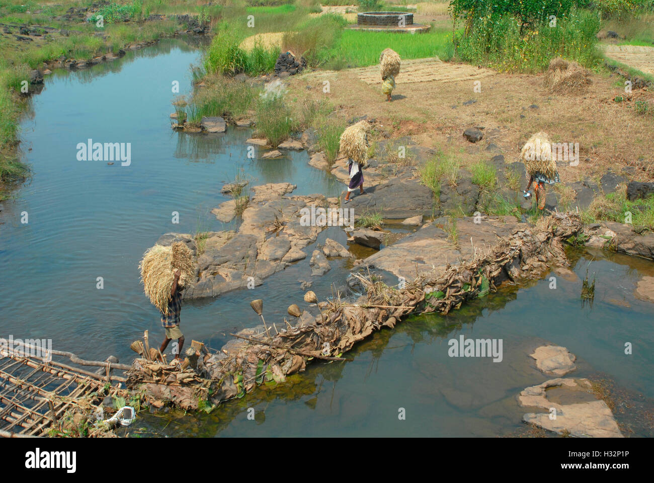 People working in the field, Koli Malhar tribe, Maharashtra, India ...